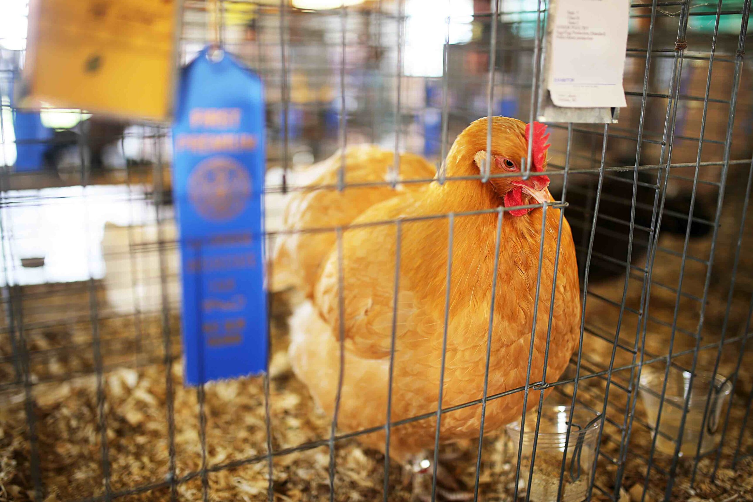 Fall Guide to Fairs & Shows - Lucerne Farms