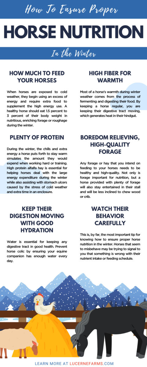 How To Ensure Proper Equine Nutrition in the Winter