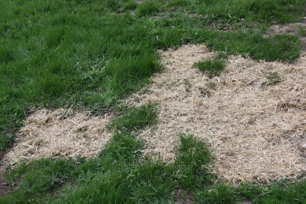Premium Mulch | Lucerne Farms Premium Ground Cover