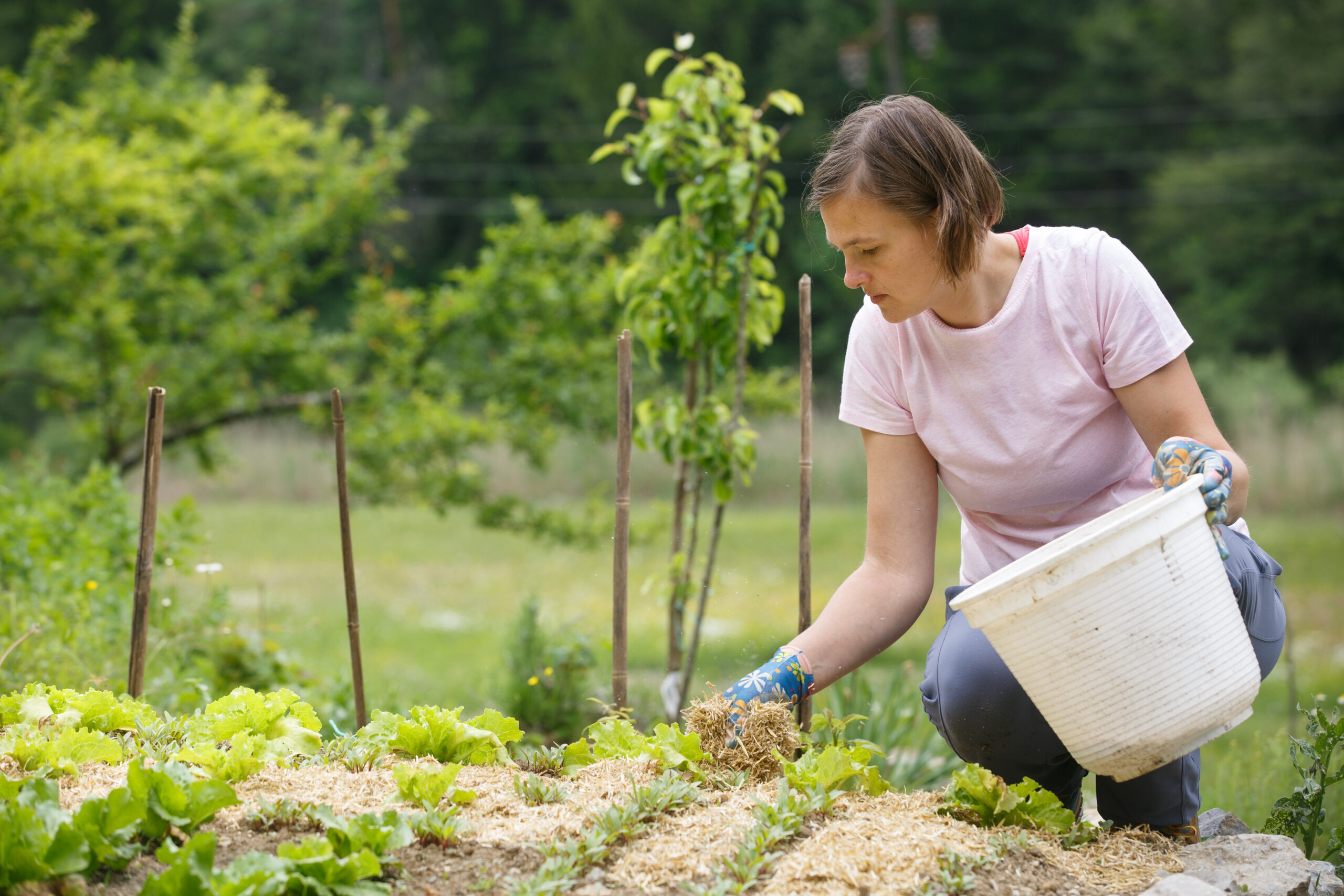 Routine Chicken Coop Maintenance Tips