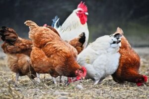 Guide to Free-Range Chicken Farming | Lucerne Farms