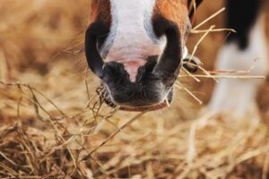 Differences Between Hay and Forage Explained | Lucerne Farms