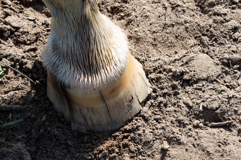 Identifying and Managing Common Hoof Issues in Horses