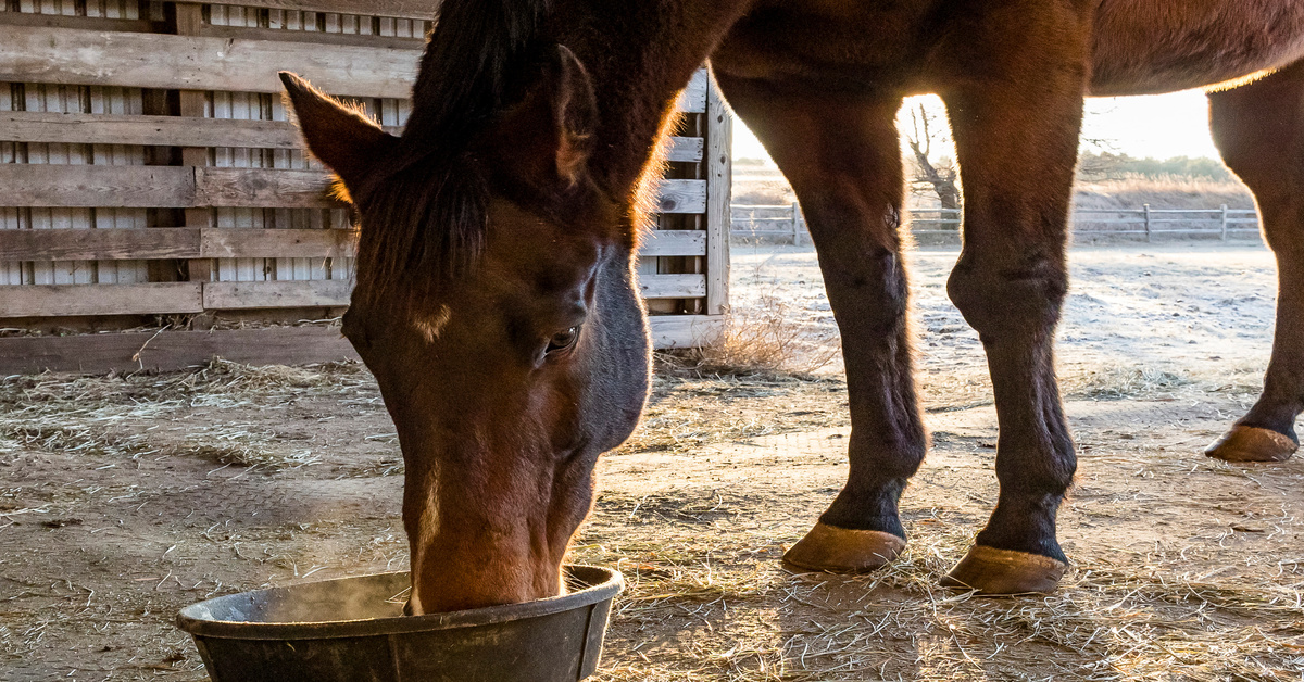 A Guide to Seasonal Feeding Adjustments for Horses - Lucerne Farms